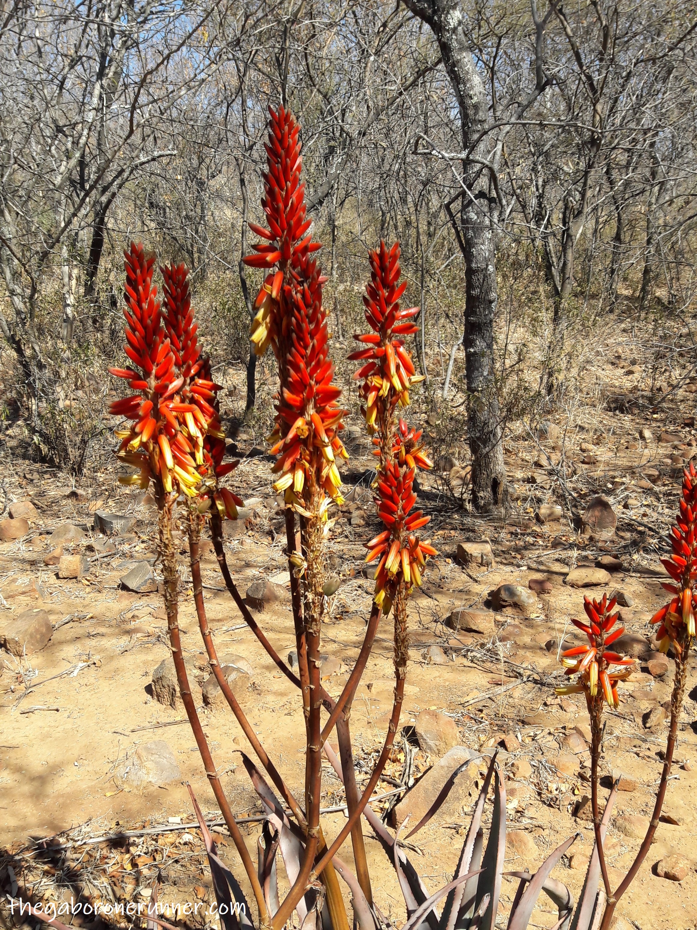 Hiking With The Kids In Mogonye – The Gaborone Runner