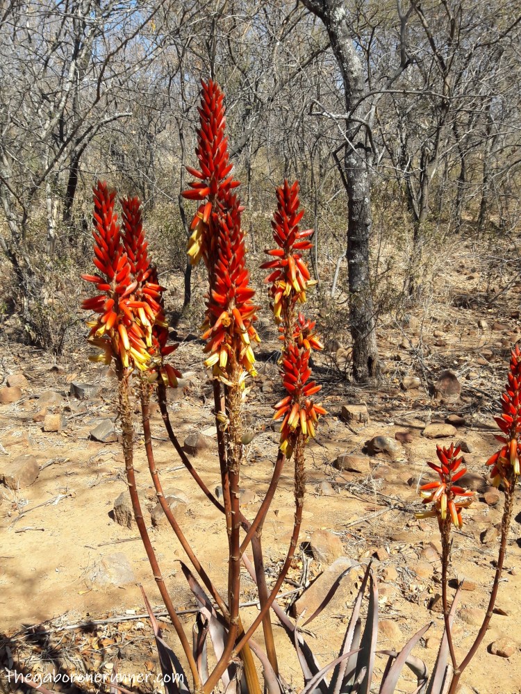 Hiking With The Kids In Mogonye – The Gaborone Runner