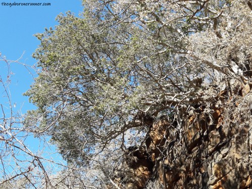 Hiking With The Kids In Mogonye – The Gaborone Runner