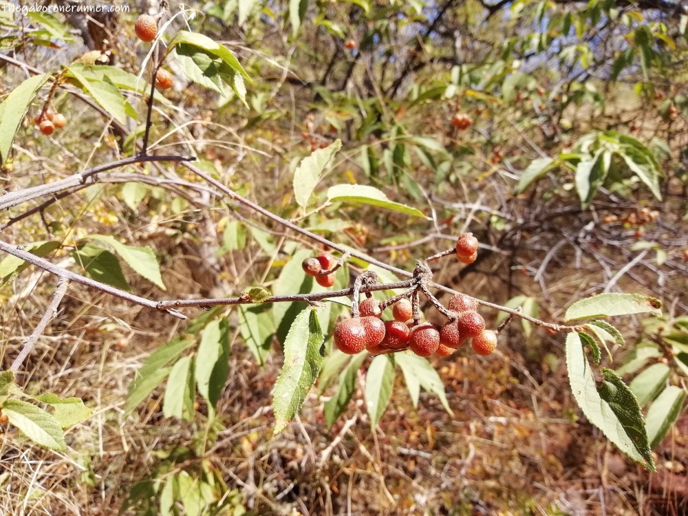 Will Our Kids Ever Hike With Us Again?! – The Gaborone Runner
